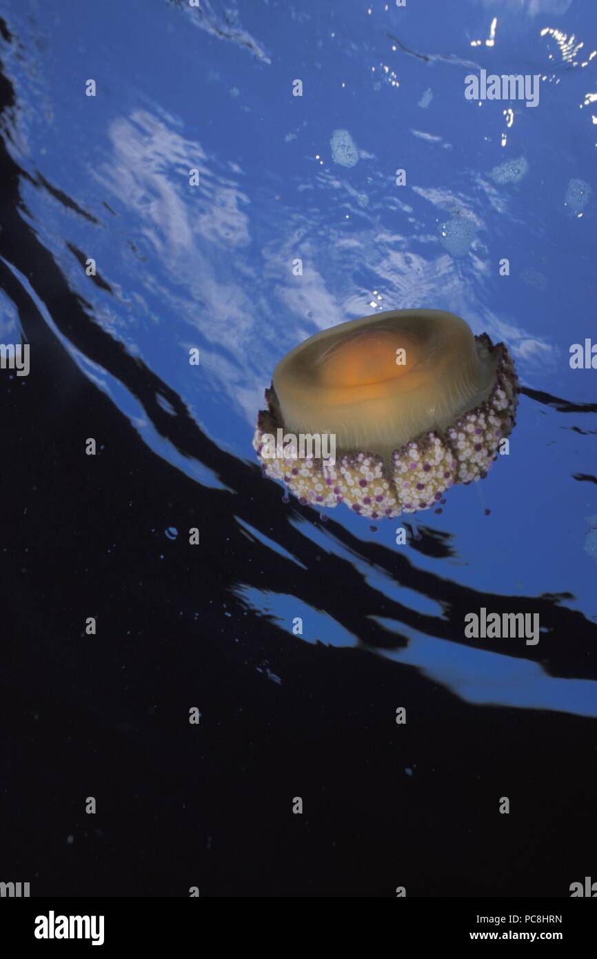 Spiegelei quallen hi-res stock photography and images - Alamy