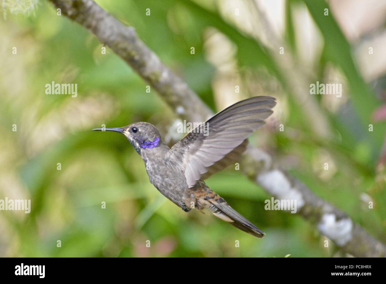 Lesser Violetear in flight, also known as brown violet ear, Colibri ...