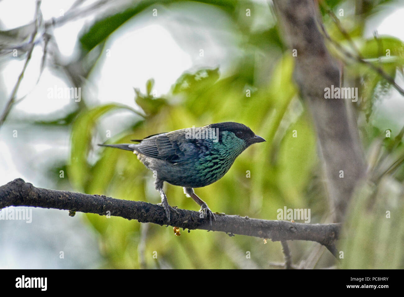 Black capped tanager colombia hi-res stock photography and images - Alamy