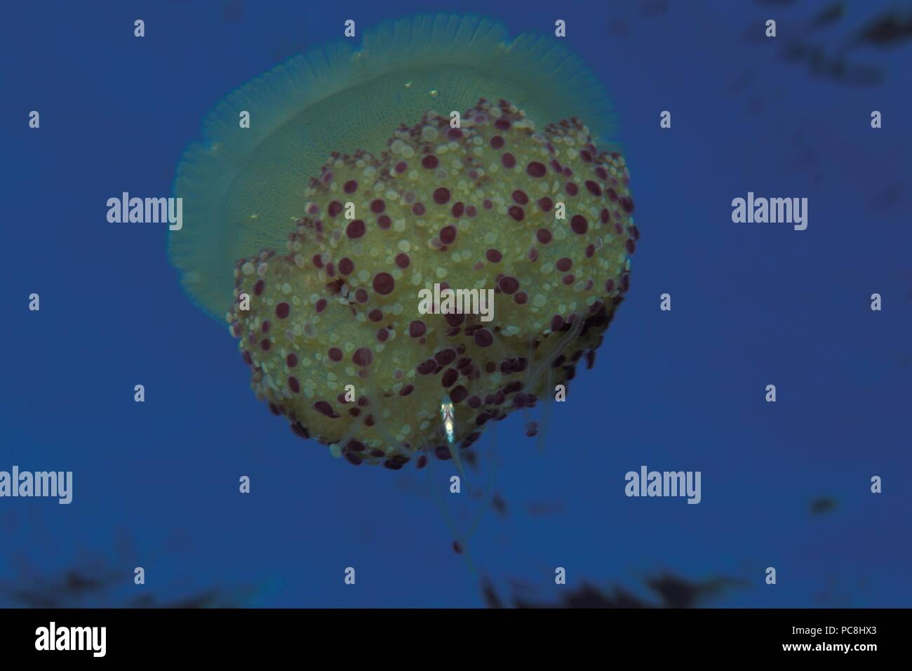 Quallen mittelmeer hi-res stock photography and images - Alamy