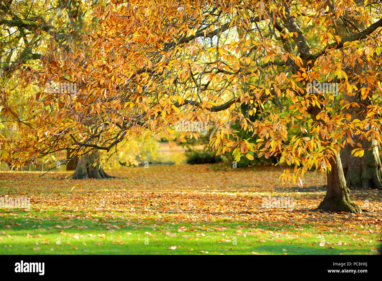 Colorful city park scene in the fall with orange and yellow foliage ...