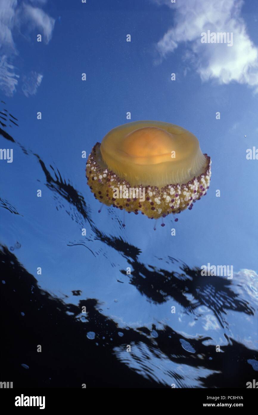 Qualle spanien hi-res stock photography and images - Alamy