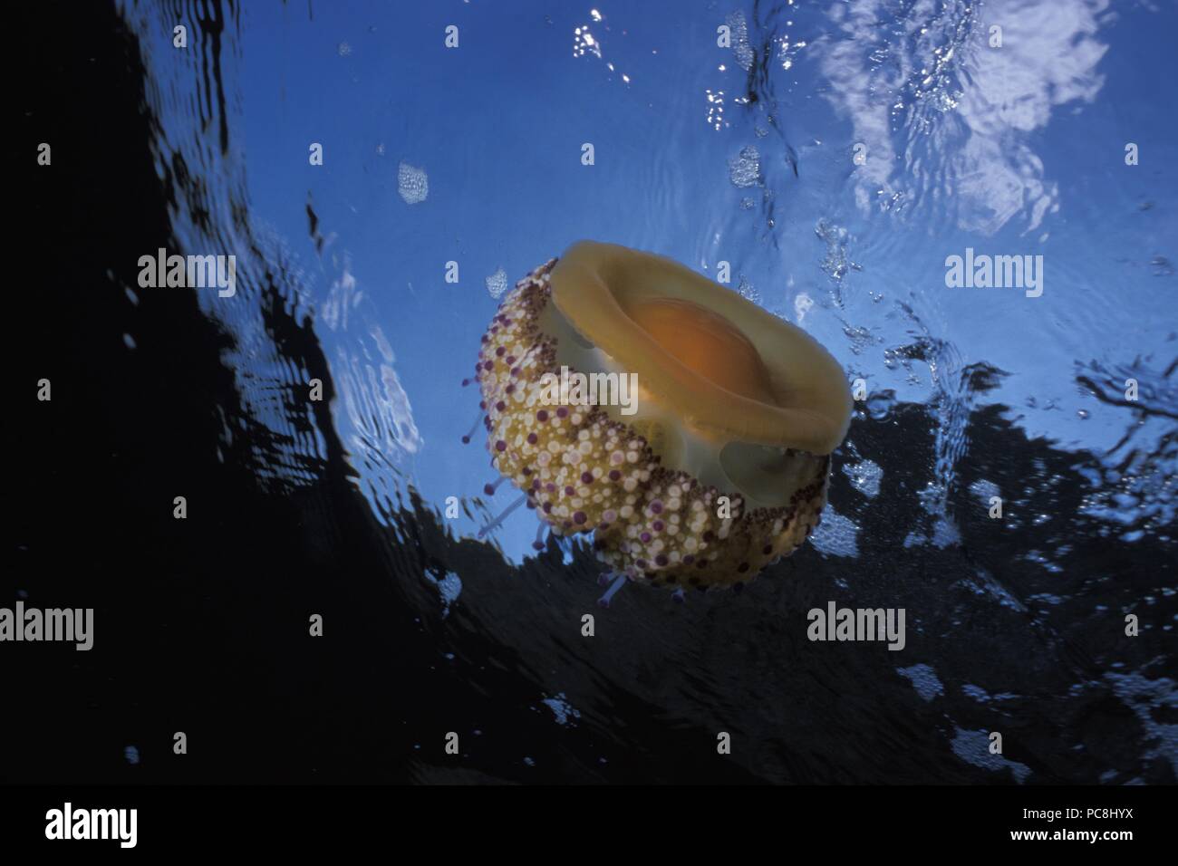 Quallen mittelmeer hi-res stock photography and images - Alamy