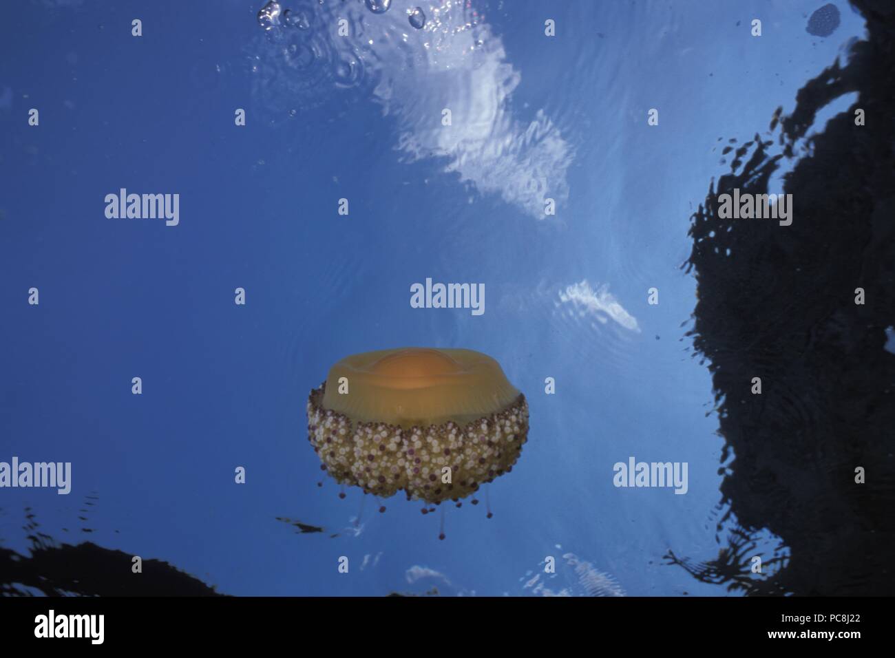 Quallen mittelmeer hi-res stock photography and images - Alamy