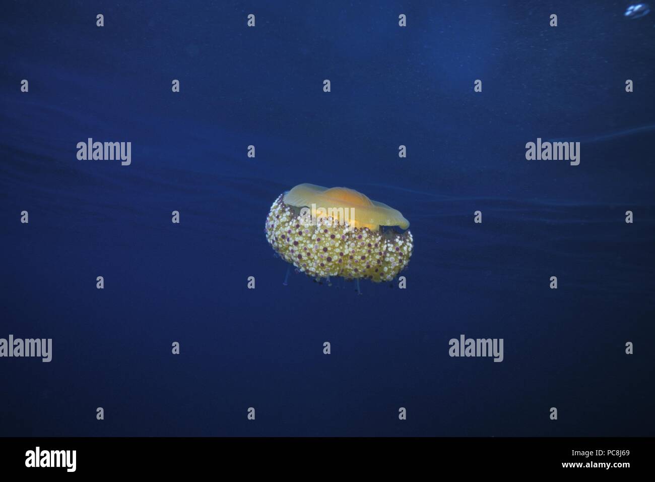 Qualle spanien hi-res stock photography and images - Alamy