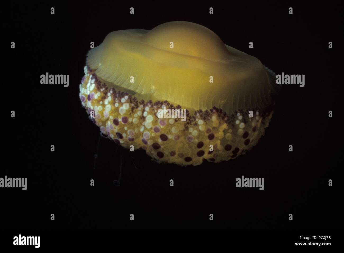 Spiegelei quallen hi-res stock photography and images - Alamy