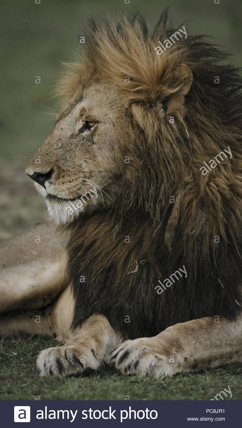 Mane Of A Lion High Resolution Stock Photography and Images - Alamy
