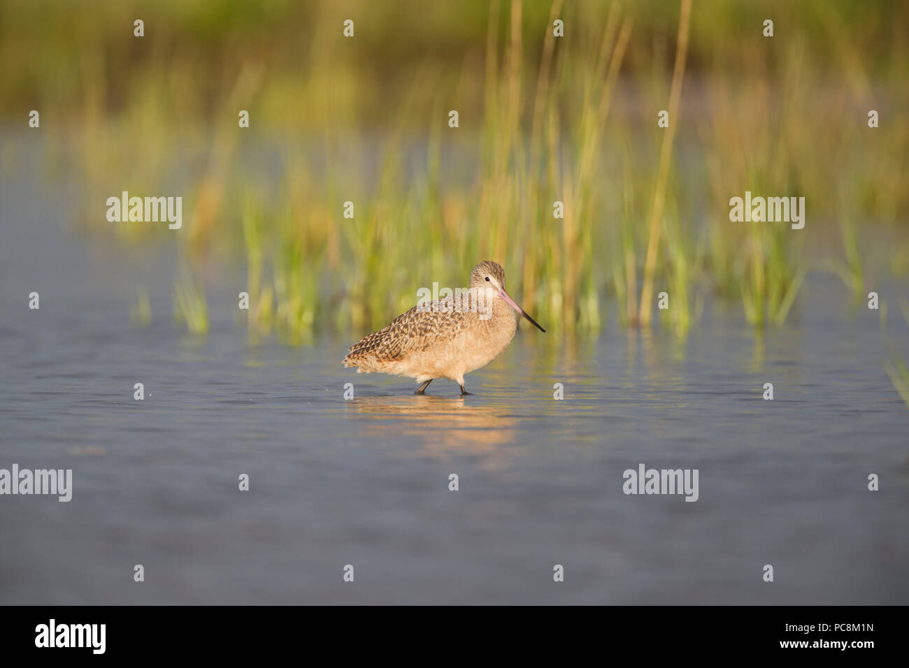 Arena limosa hi-res stock photography and images - Alamy