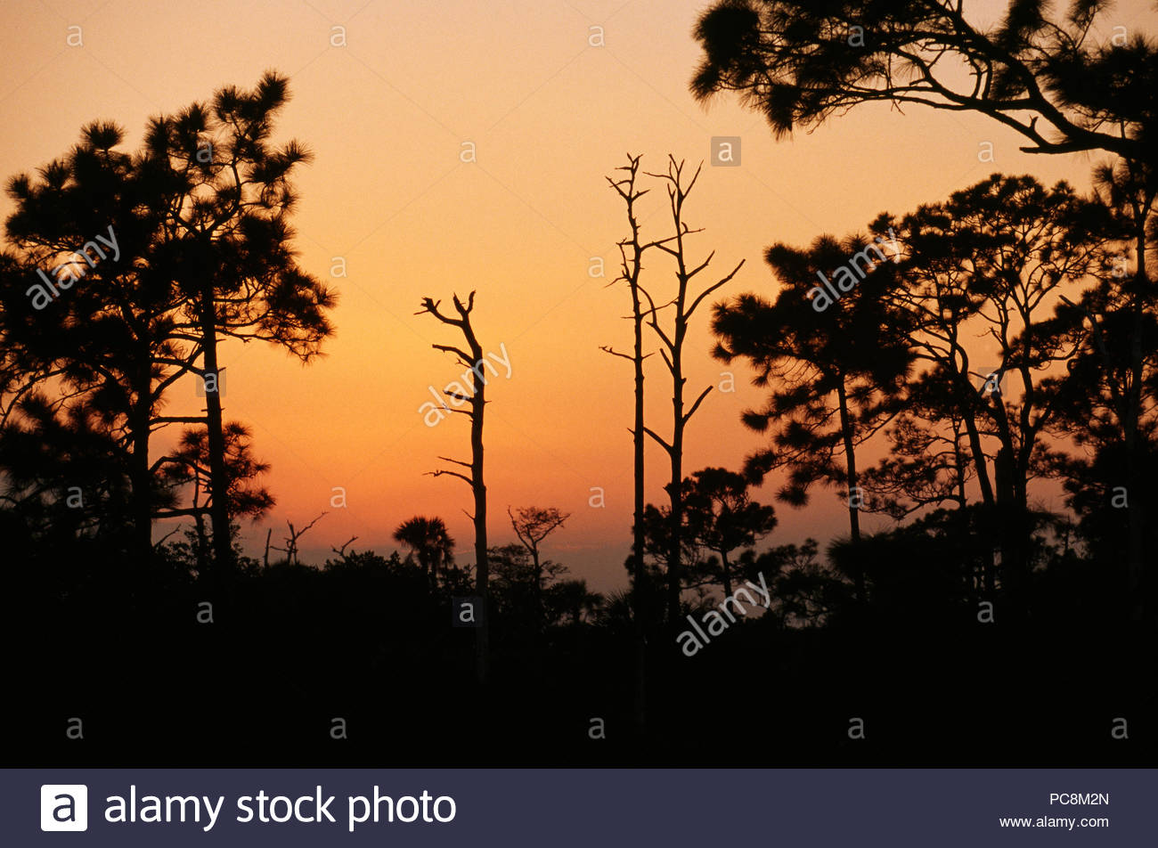 Slash Pine Stock Photos & Slash Pine Stock Images - Alamy