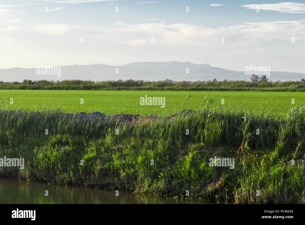 rice fields, water channel to water in detail from Delta del Ebro ...