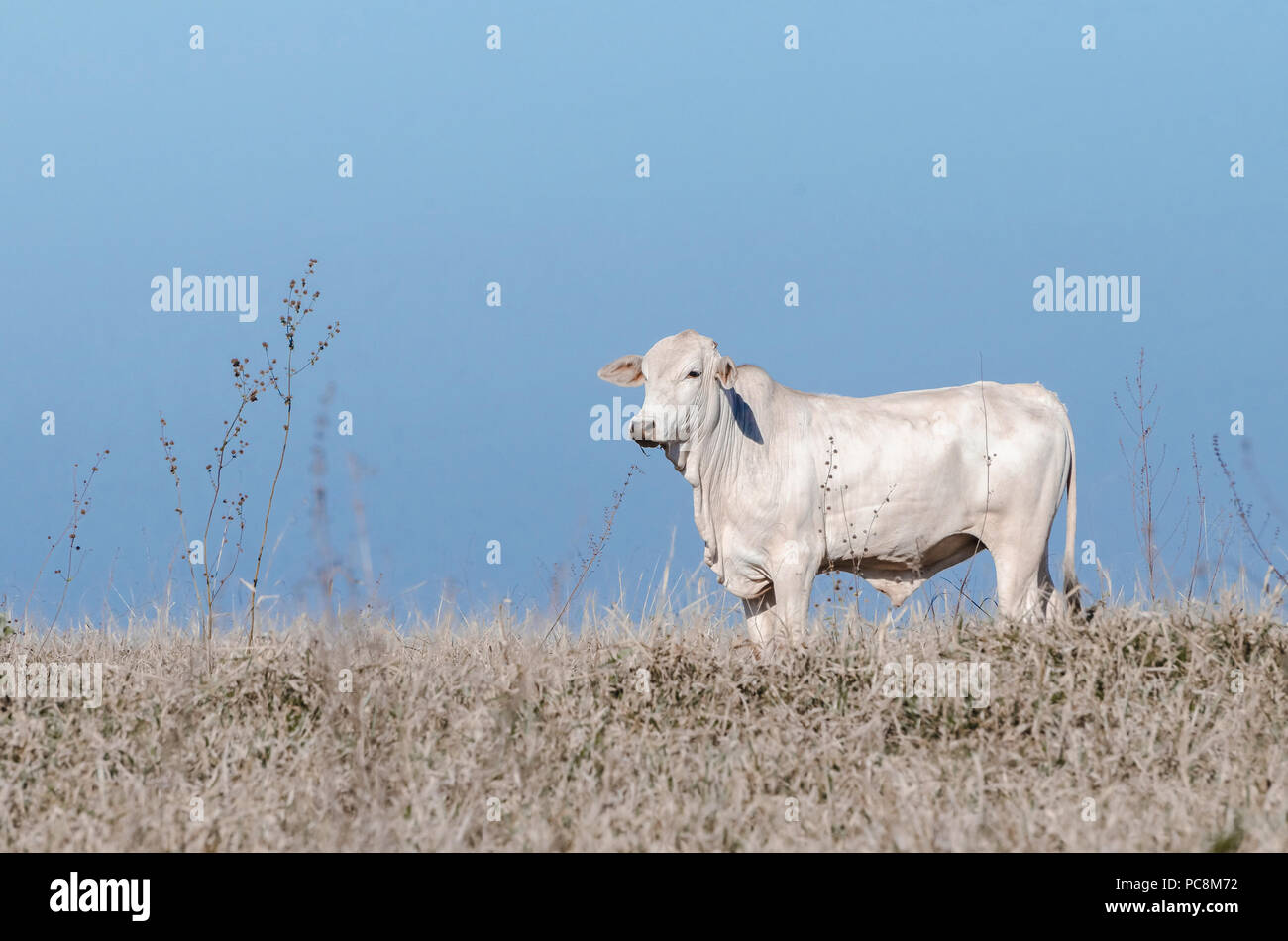 White cow on a drought pasture of a farm. Countryside during a drought ...