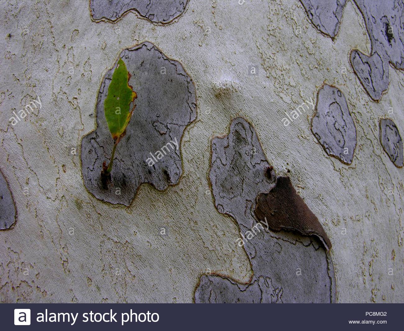 Sycamore Tree Peeling Bark Stock Photos & Sycamore Tree Peeling Bark ...