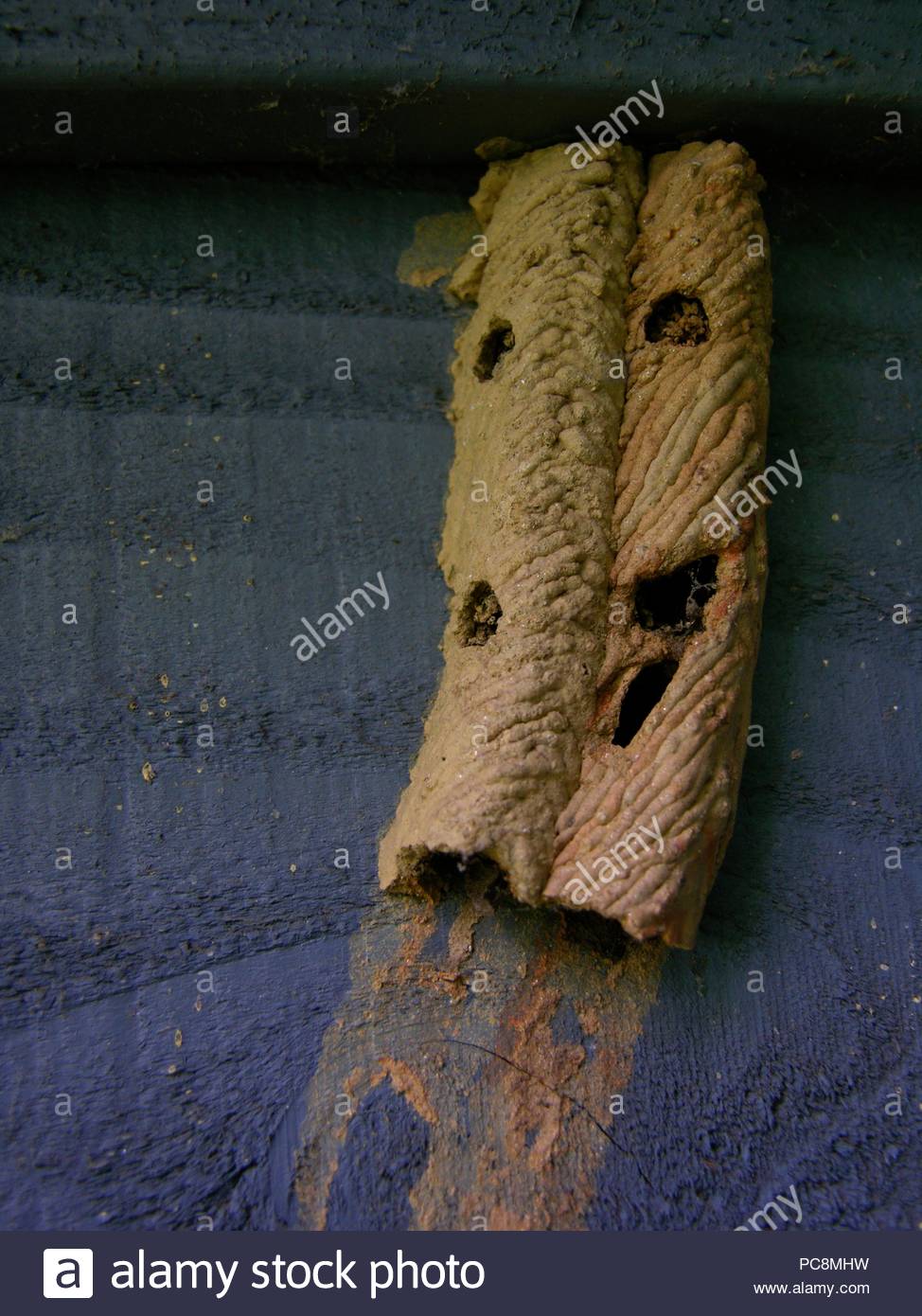 Mud Dauber Wasp Stock Photos & Mud Dauber Wasp Stock Images - Alamy