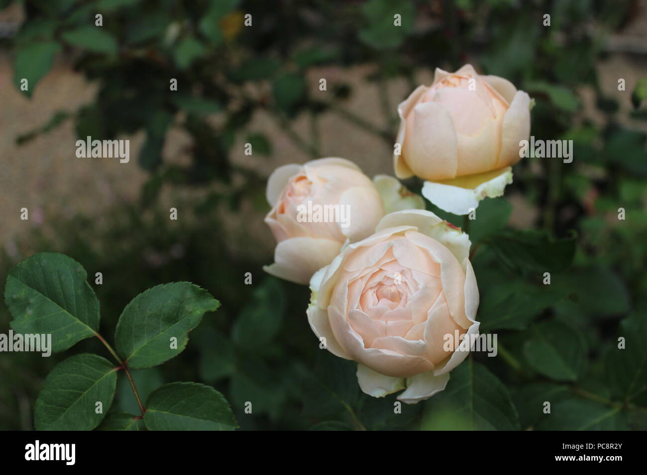 Most natural flower hi-res stock photography and images - Alamy