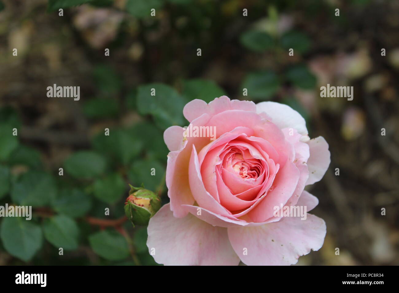 Natural_flower hi-res stock photography and images - Alamy