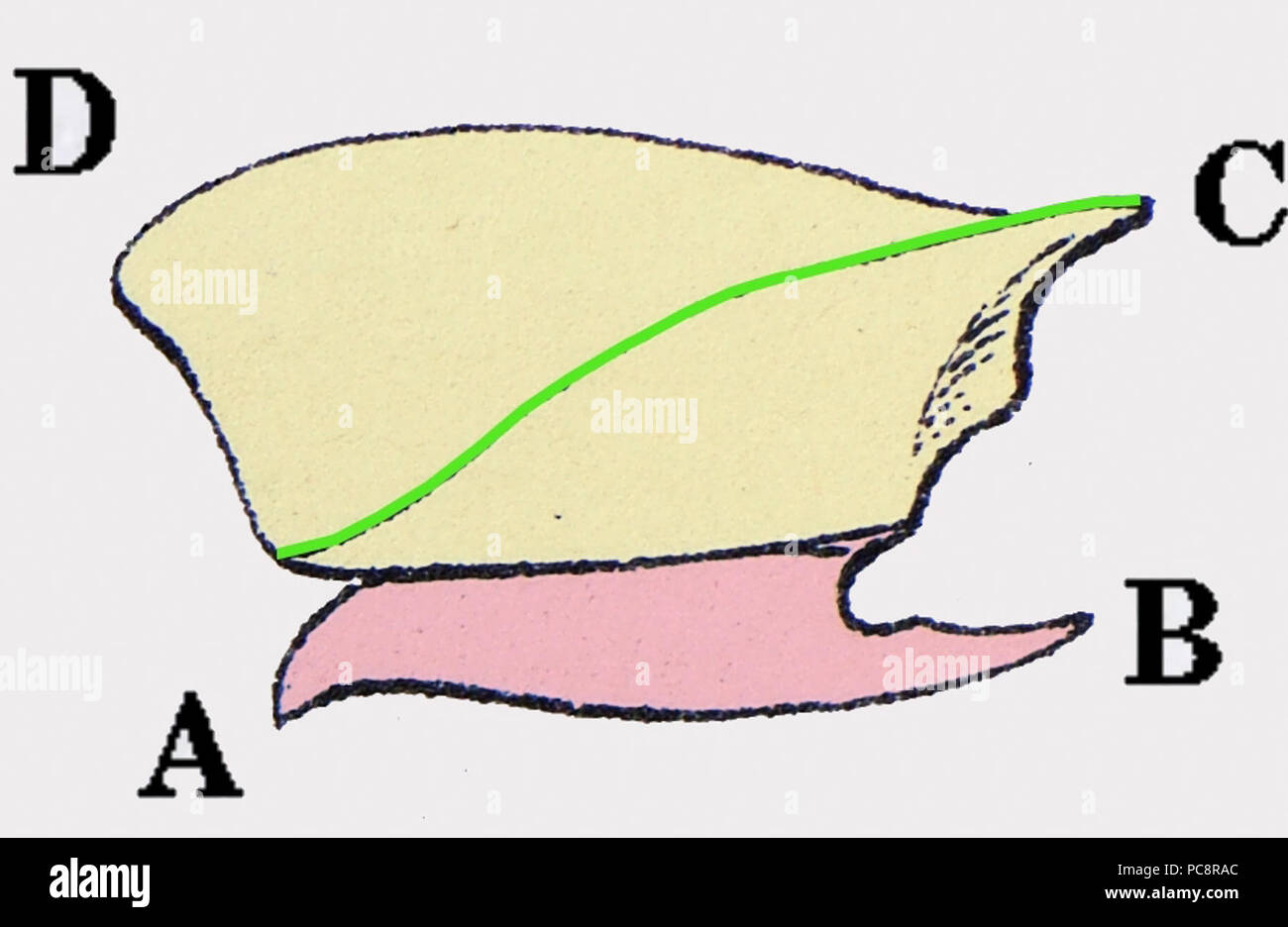 Prothorax hi-res stock photography and images - Alamy