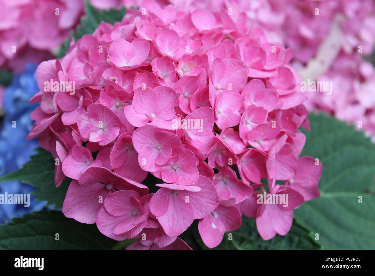 Natural real hi-res stock photography and images - Alamy