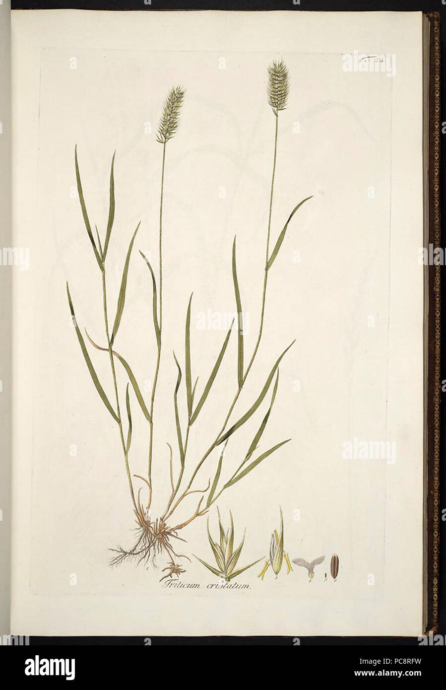 Agropyron Stock Photos & Agropyron Stock Images - Alamy