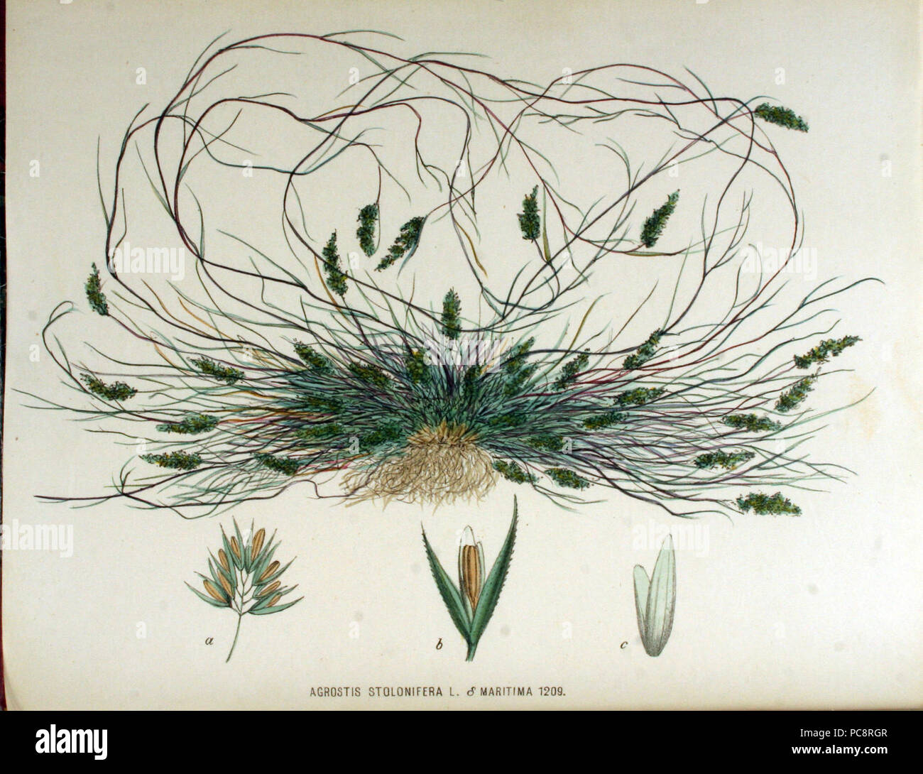 Agrostis stolonifera — Flora Batava — Volume v16 Stock Photo - Alamy Agrostis stolonifera — Flora Batava — Volume v16 Stock Photo - Alamy