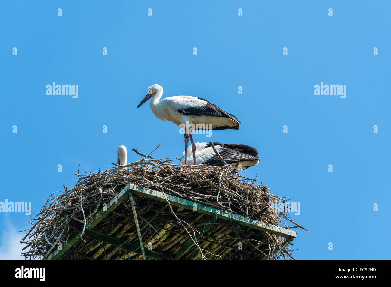 A white stork family (Ciconia ciconia) - young stork chicks sitting in ...
