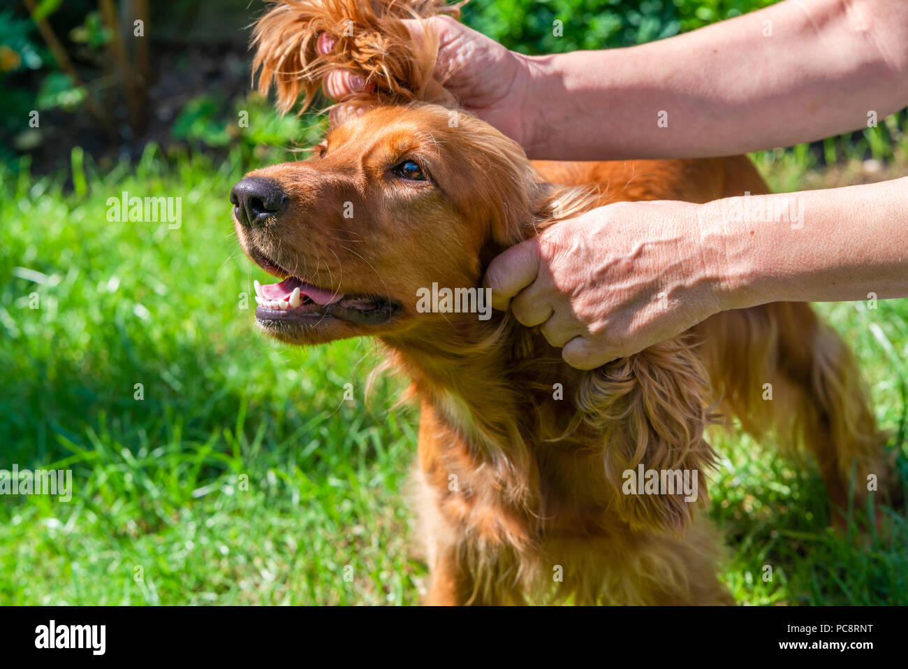 Female hand stroking grass hi-res stock photography and images - Alamy