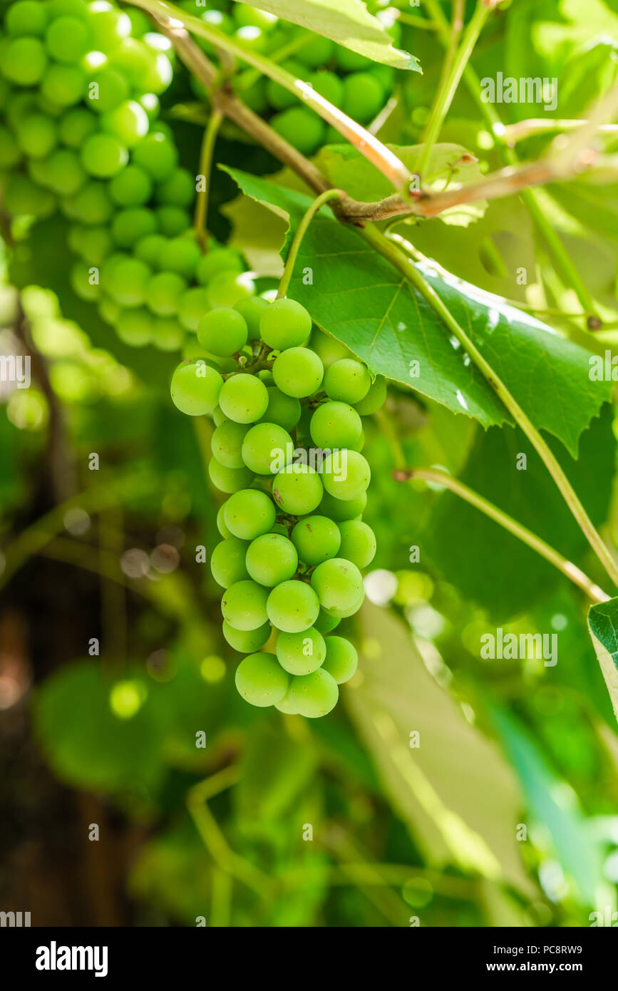 Green grape stems hi-res stock photography and images - Alamy