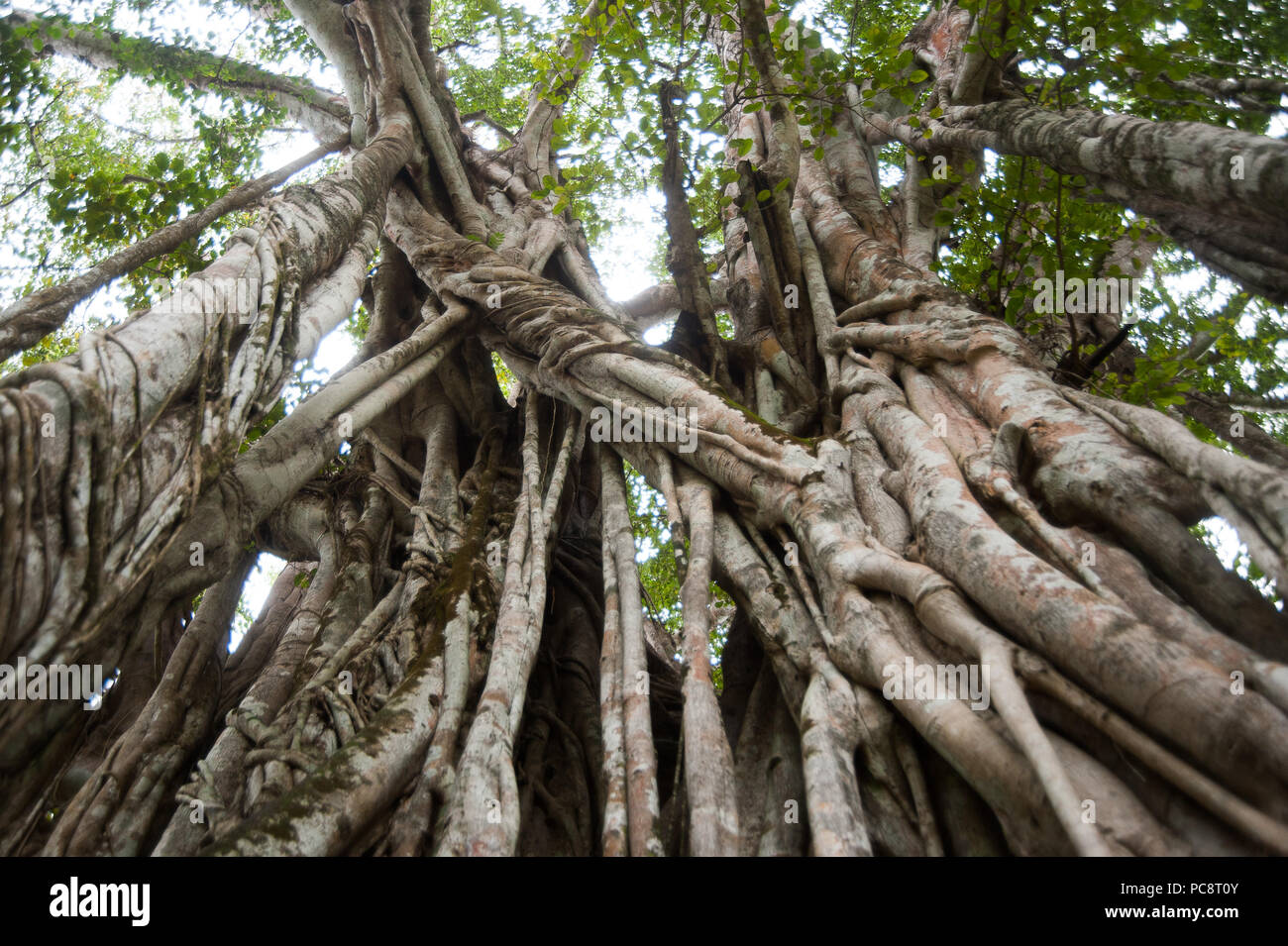 Giant Tree with Epic Trunk Stock Photo - Alamy