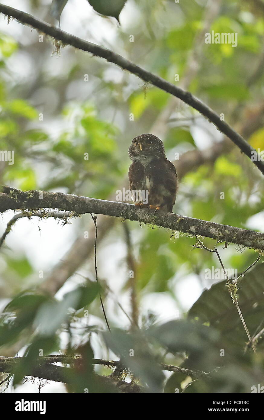 Andean cloudforest hi-res stock photography and images - Alamy