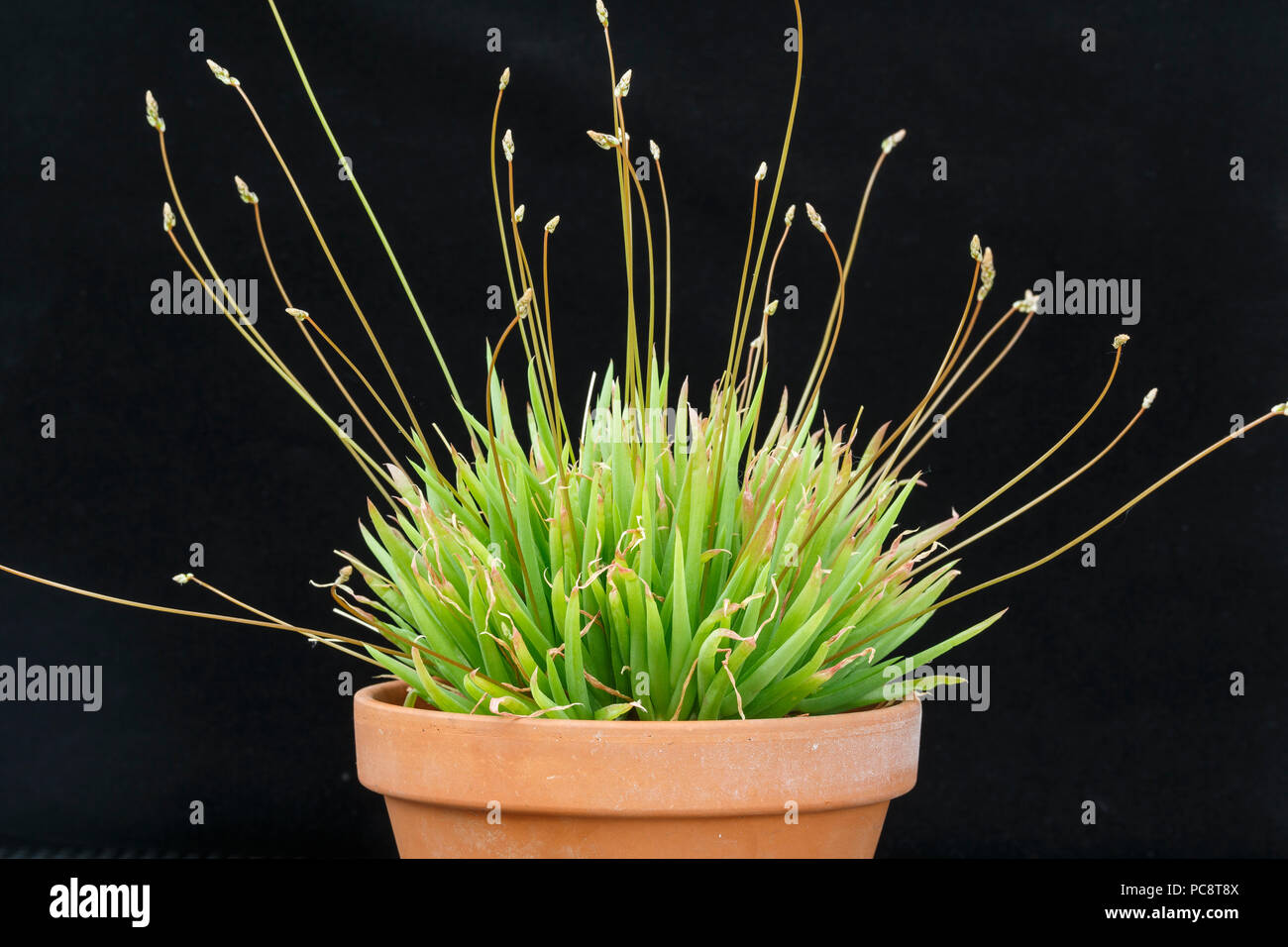 Bulbine retinens, a succulent member of the Asphodel family ...