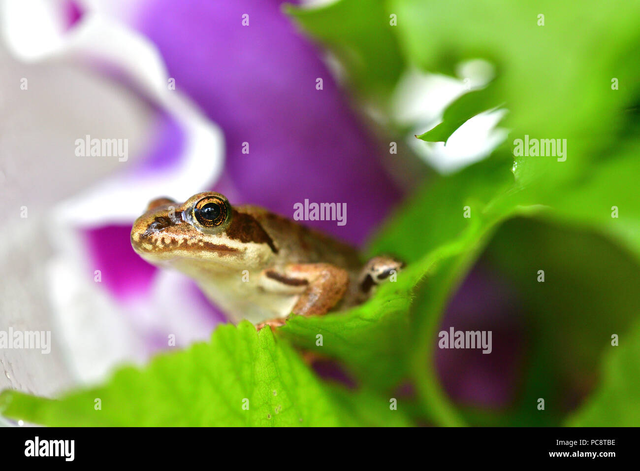 macro photography frog in colorful flowers Stock Photo - Alamy