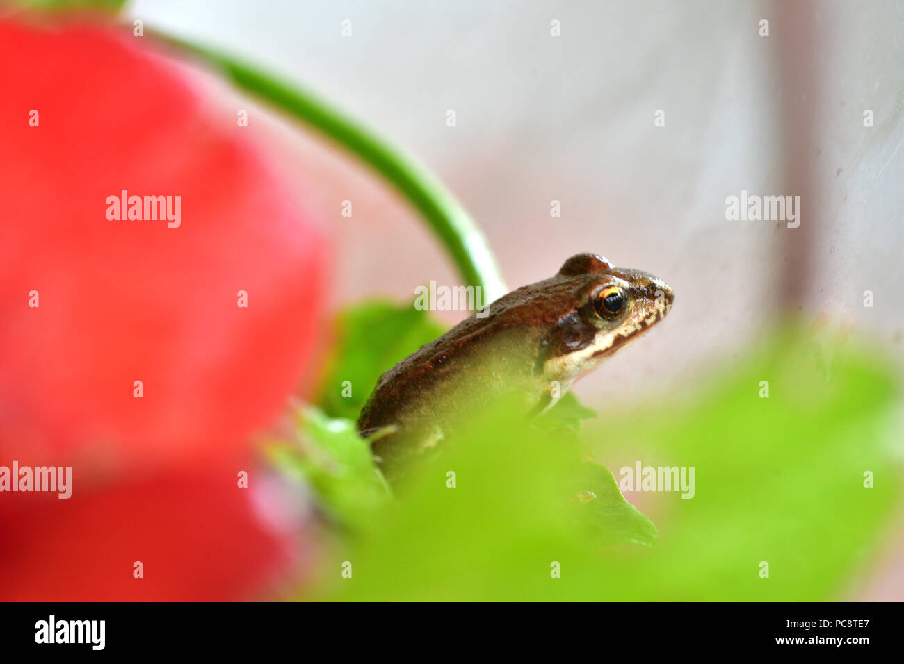 macro photography frog in colorful flowers Stock Photo - Alamy
