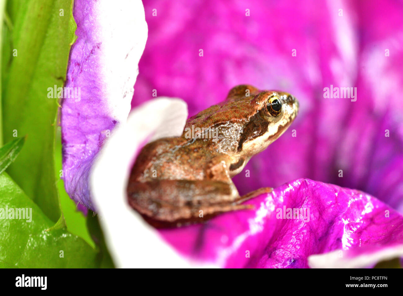 macro photography frog in colorful flowers Stock Photo - Alamy
