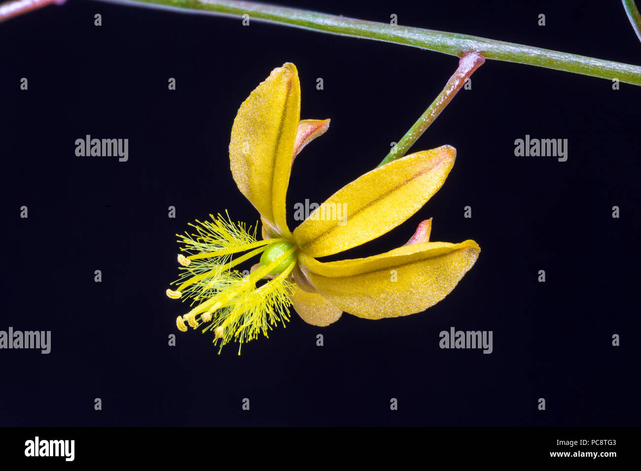 Single flower of Bulbine retinens, a bulbous succulent from South ...