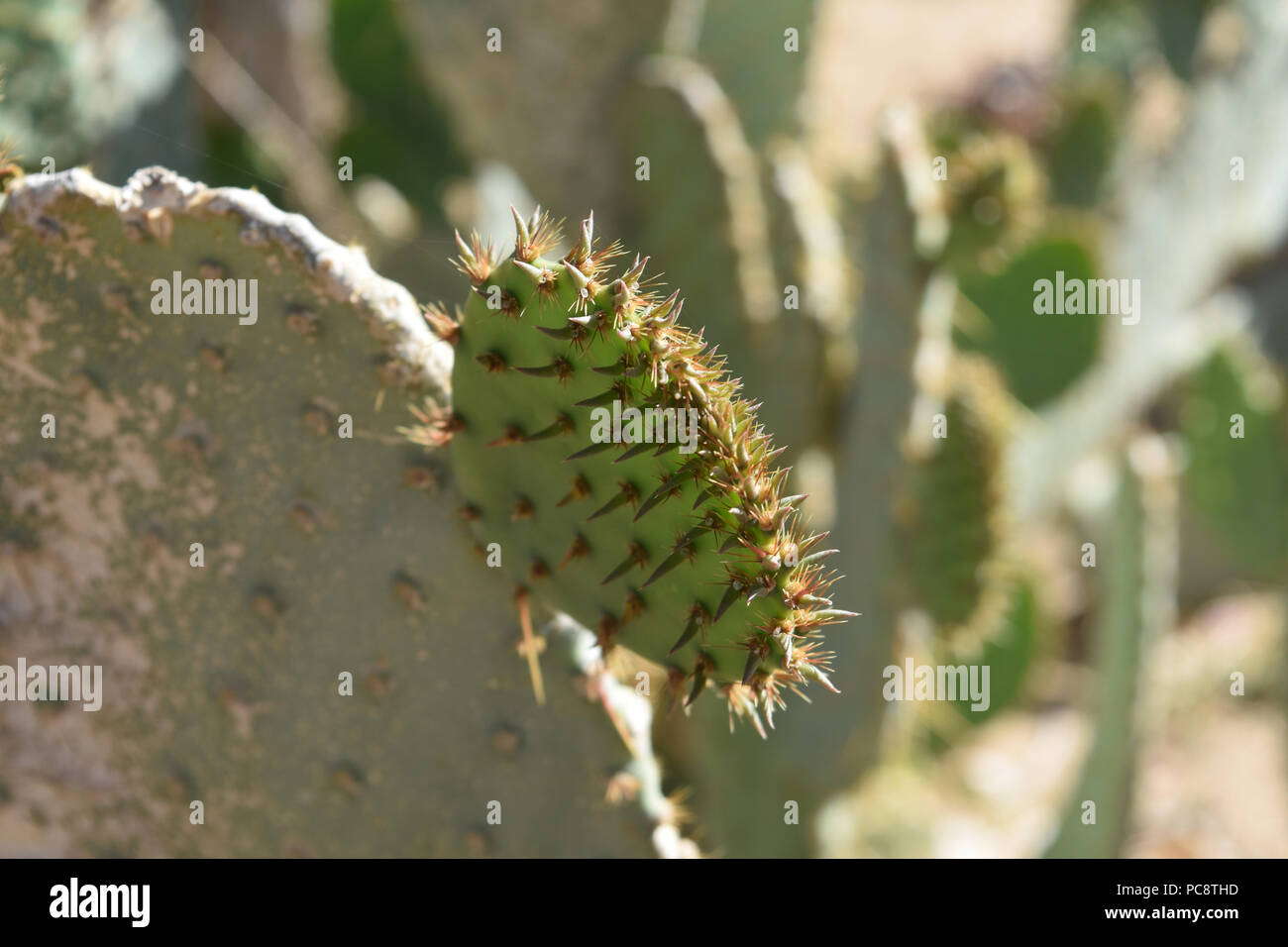 Tree paddle cactus hi-res stock photography and images - Alamy