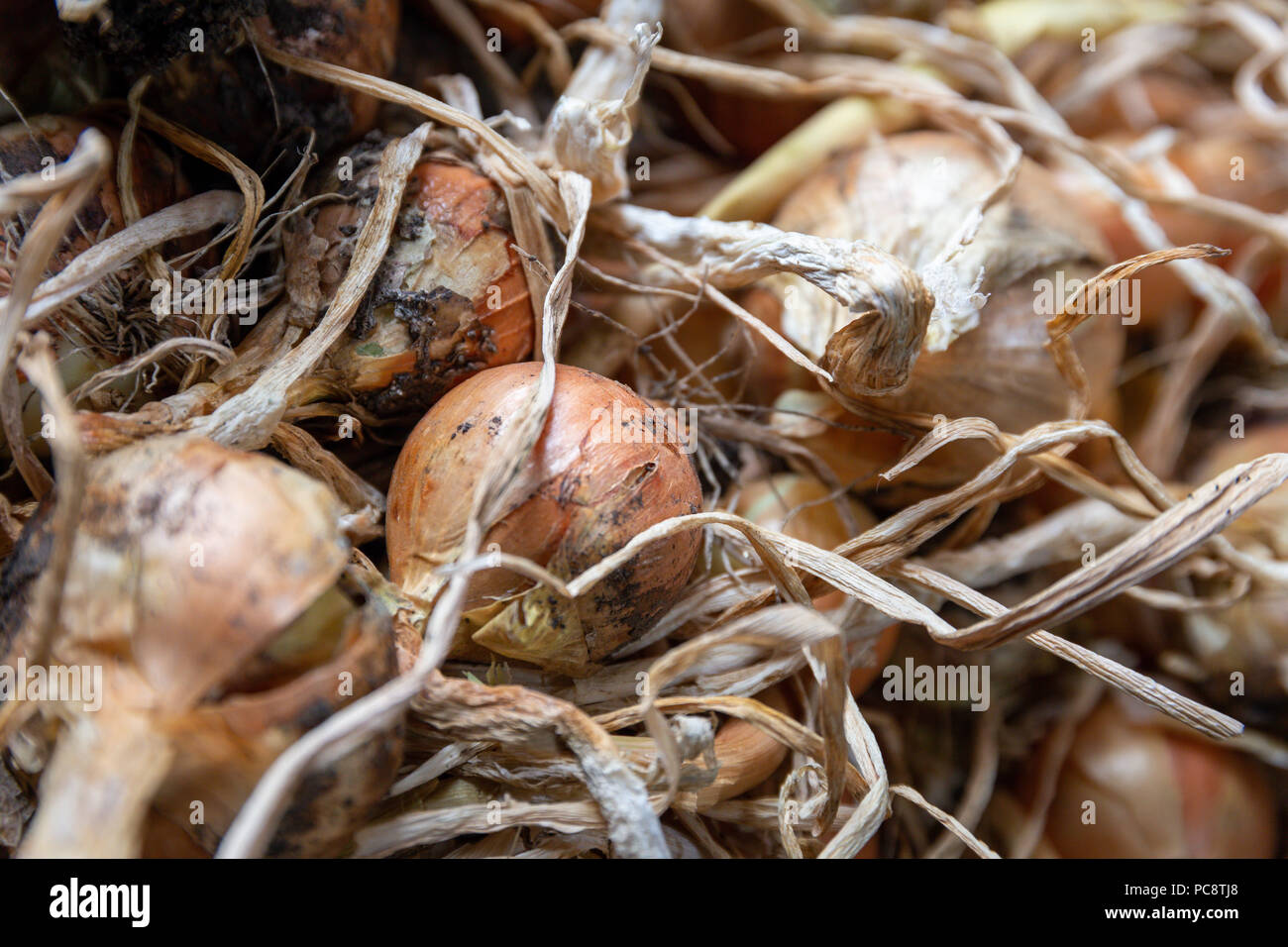 Onion stalk hi-res stock photography and images - Alamy