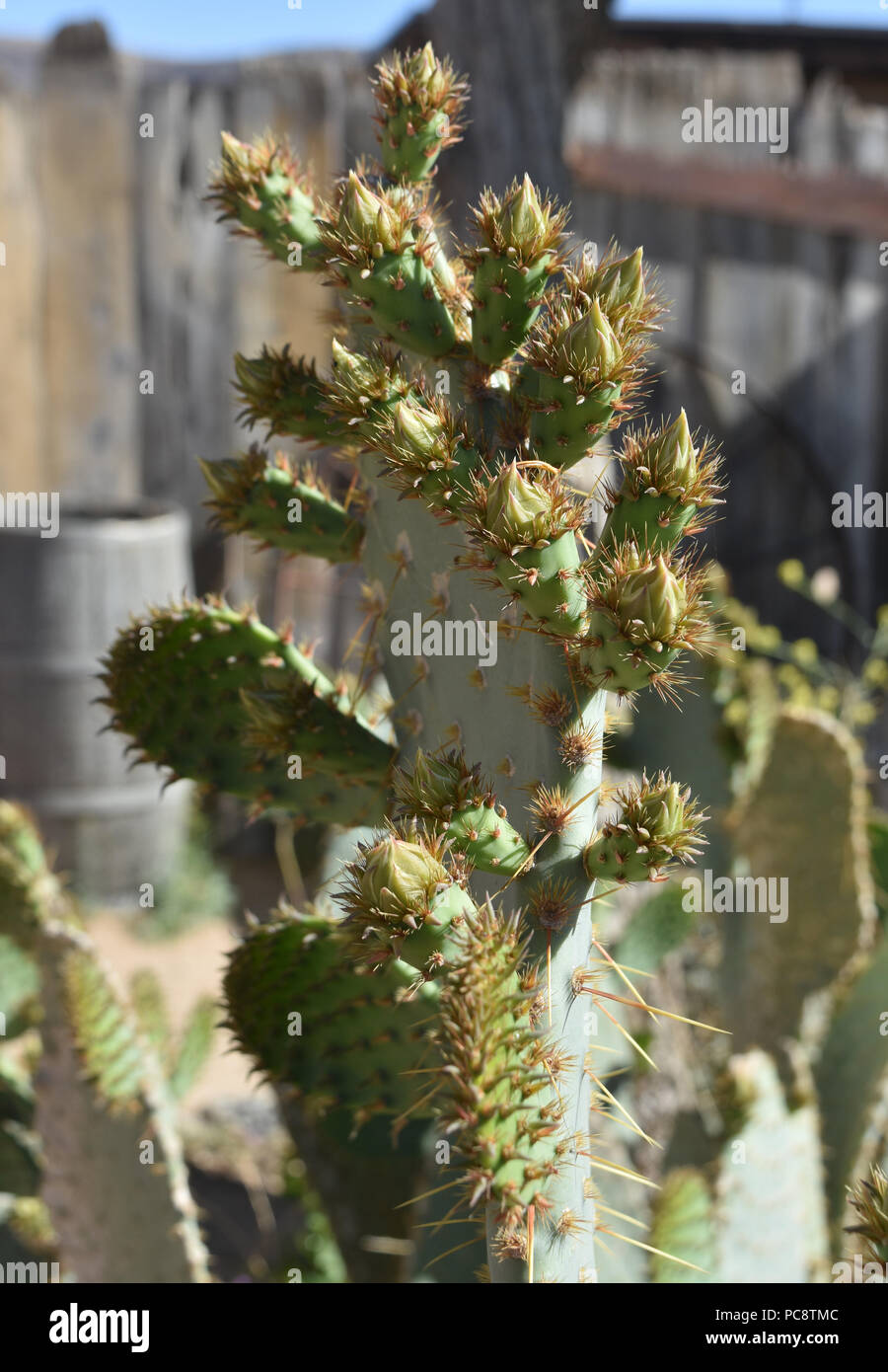 Cactus spikes with flower buds between the spikes Stock Photo - Alamy