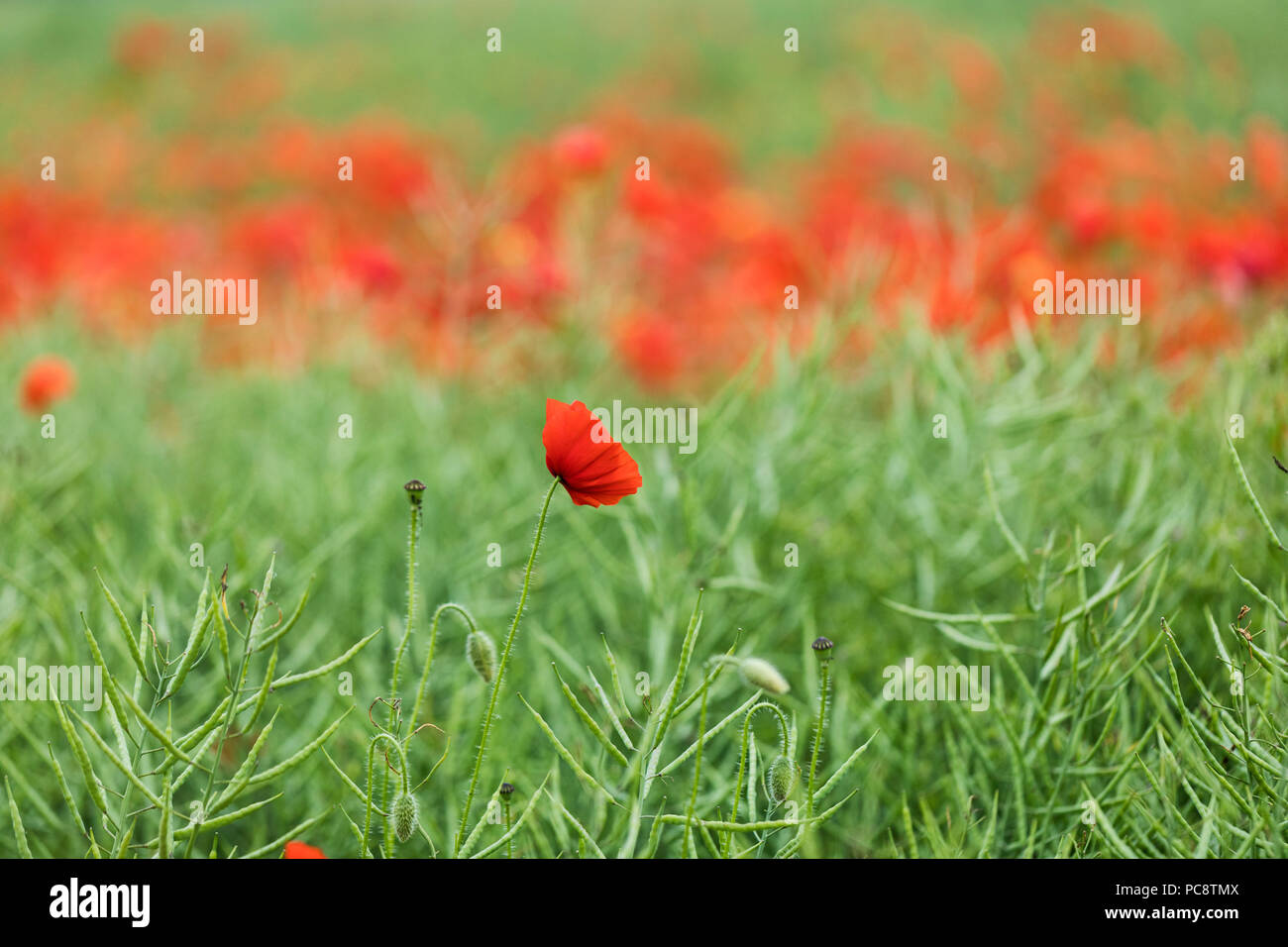 Single poppy in a field of poppies at West Kennet Long Barrow ...