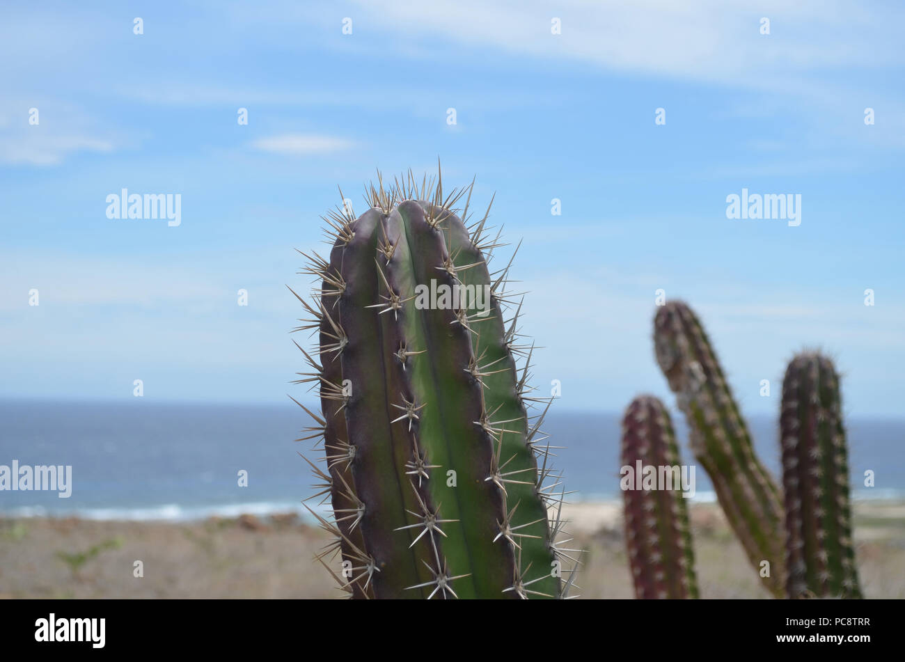 Lovely desert cactus with sharp barbs along it Stock Photo - Alamy