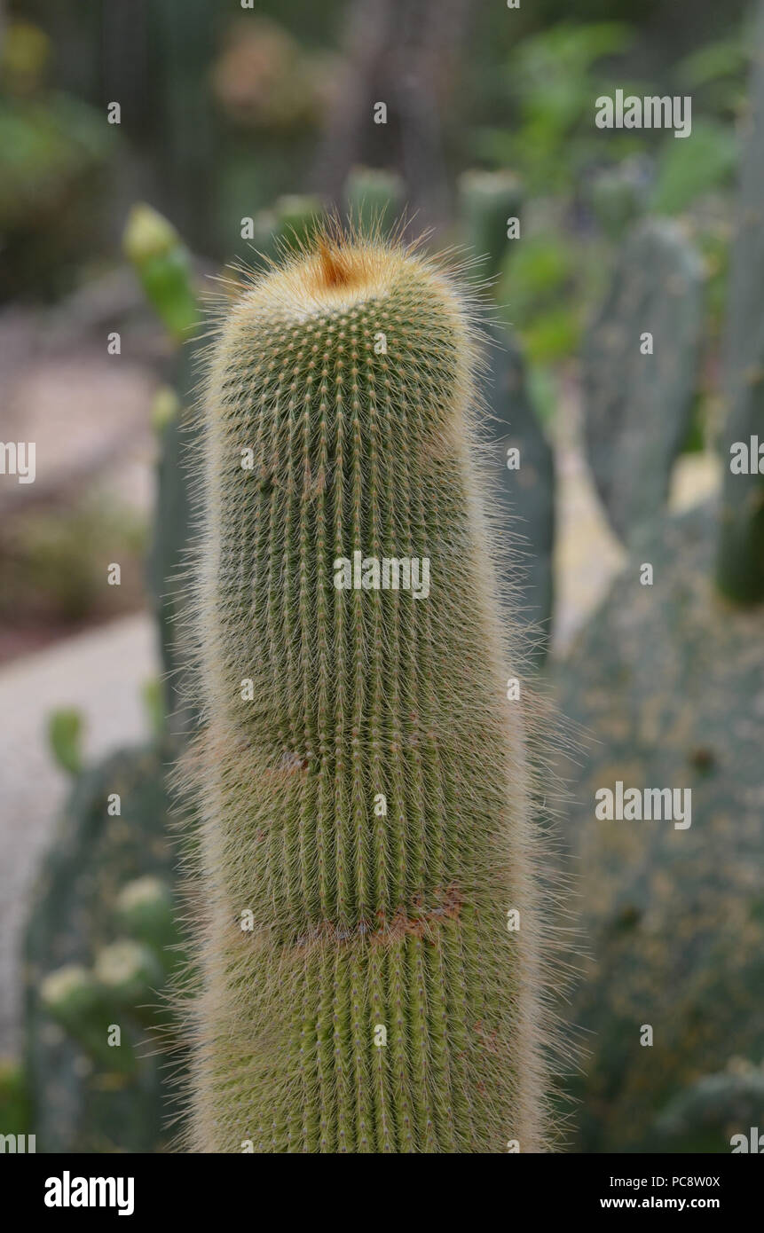 Fuzzy yellow and green cactus and succulent in the desert Stock Photo ...