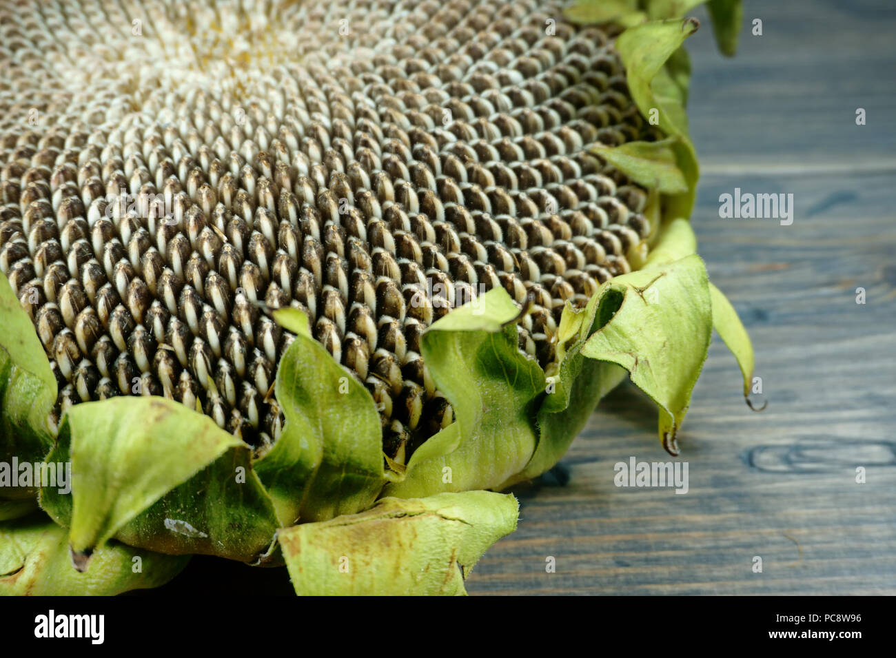 Dried sunflower head hi-res stock photography and images - Alamy