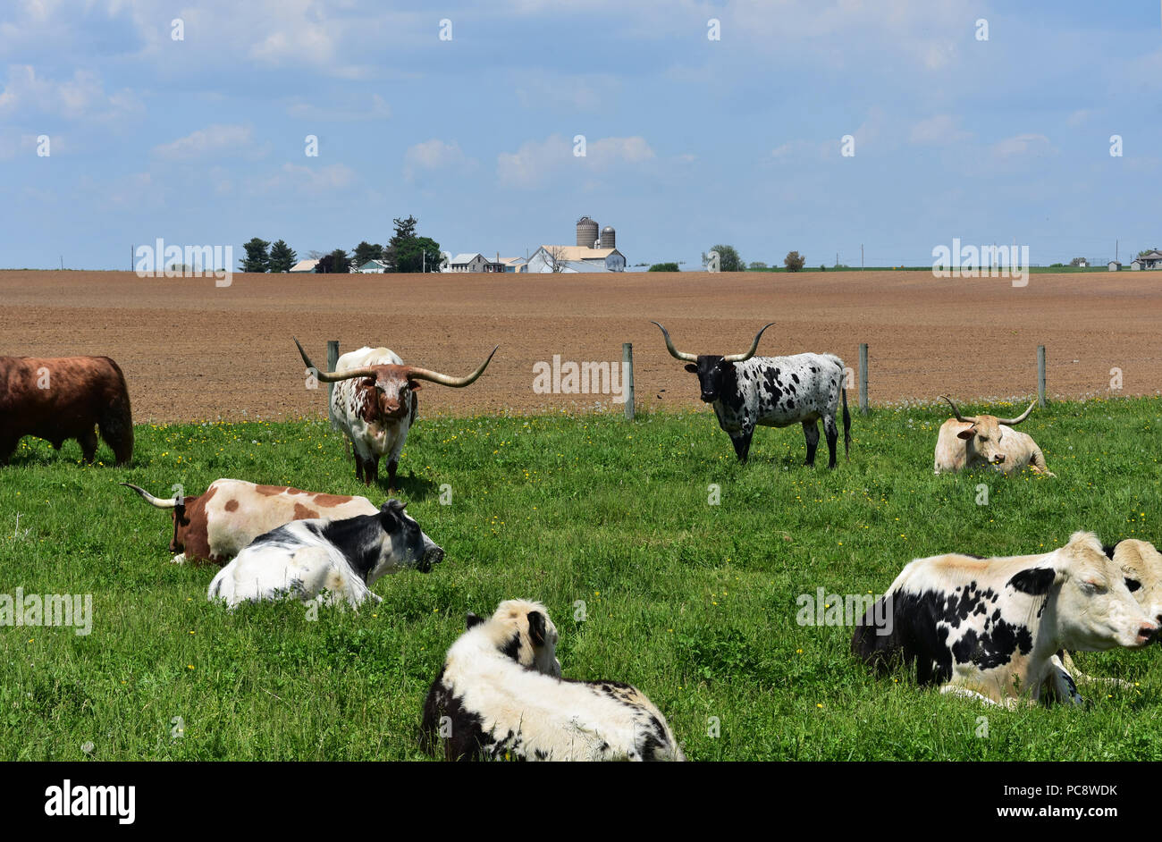 Amish cattle farm lancaster county hi-res stock photography and images ...