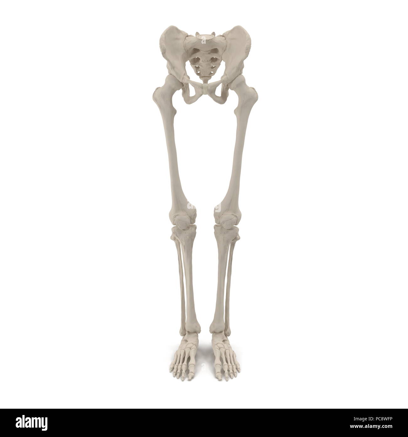 Male Lower Body Skeleton on white. 3D illustration Stock Photo - Alamy