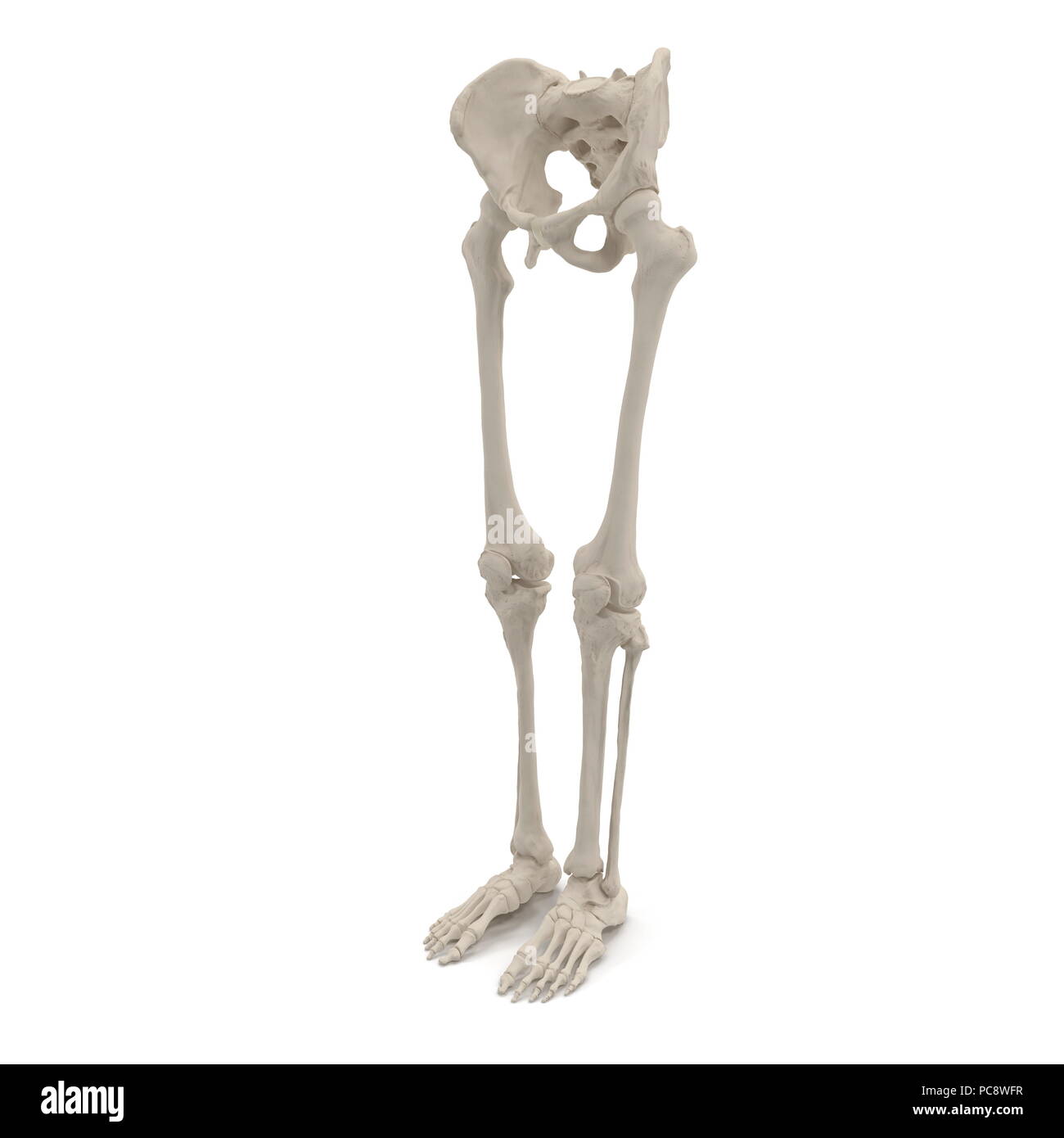 Male body detail Cut Out Stock Images & Pictures - Alamy