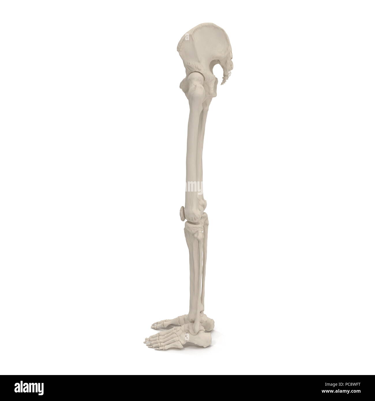 Male Lower Body Skeleton on white. 3D illustration Stock Photo - Alamy