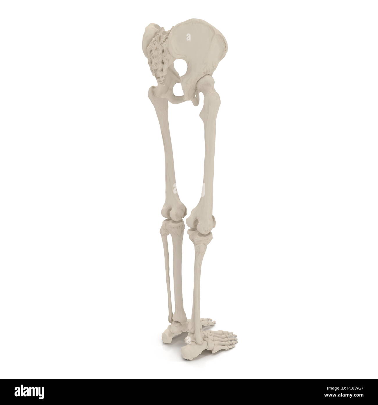 Male skeleton on his knee hi-res stock photography and images - Alamy