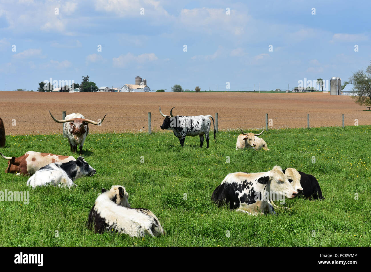 Amish farm pennsylvania cow hi-res stock photography and images - Alamy
