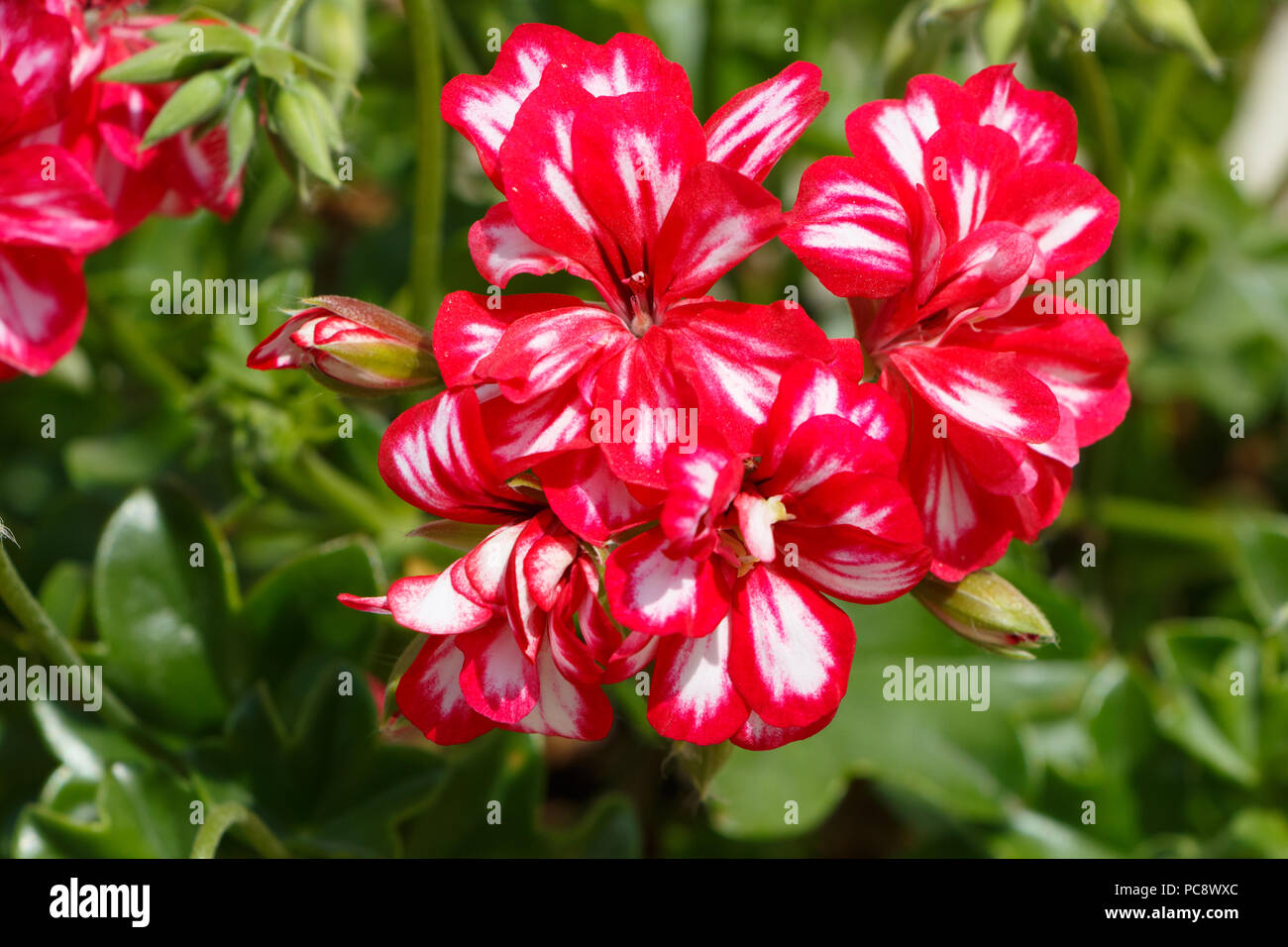 Pink and white geranium flowers in a garden during spring Stock Photo ...