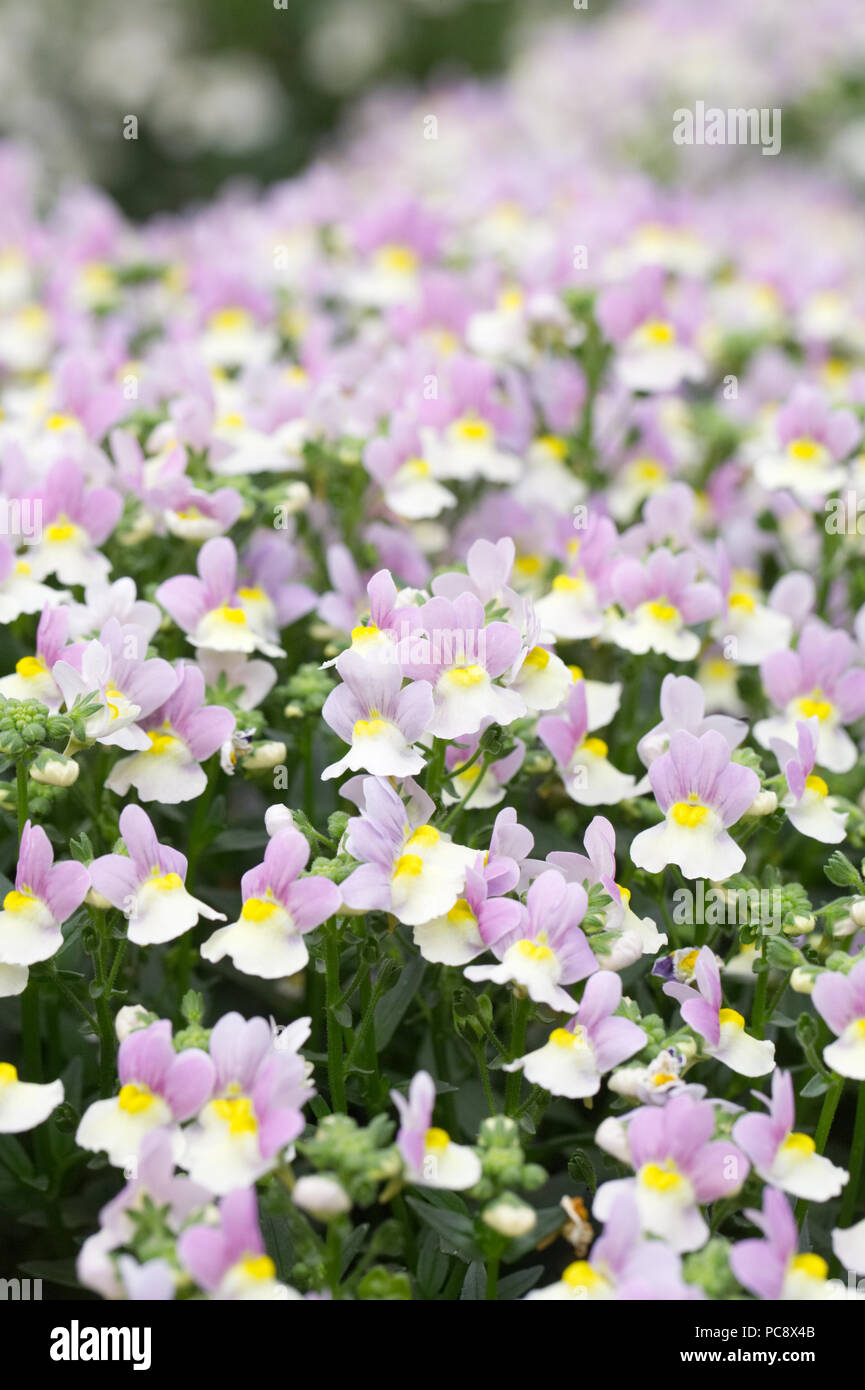 Nemesia hi-res stock photography and images - Alamy