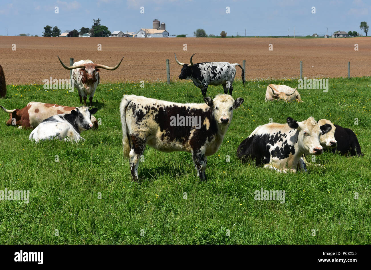 Amish cattle farm lancaster county hi-res stock photography and images ...