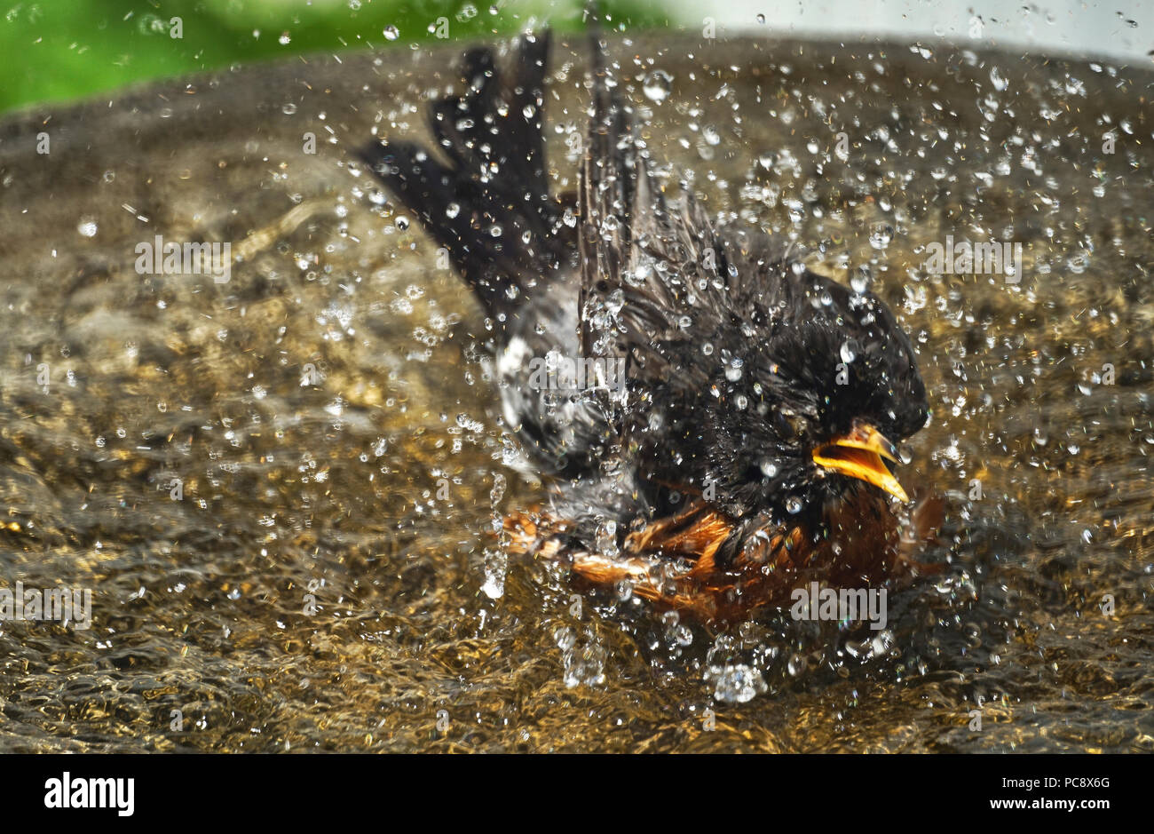 Robin 2018 hi-res stock photography and images - Alamy